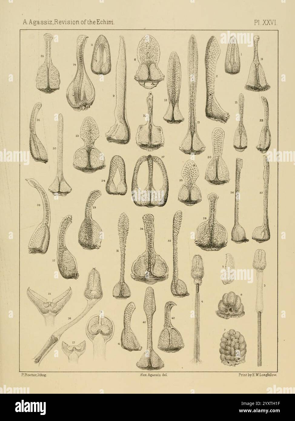 Echinoderm structures hi-res stock photography and images - Alamy