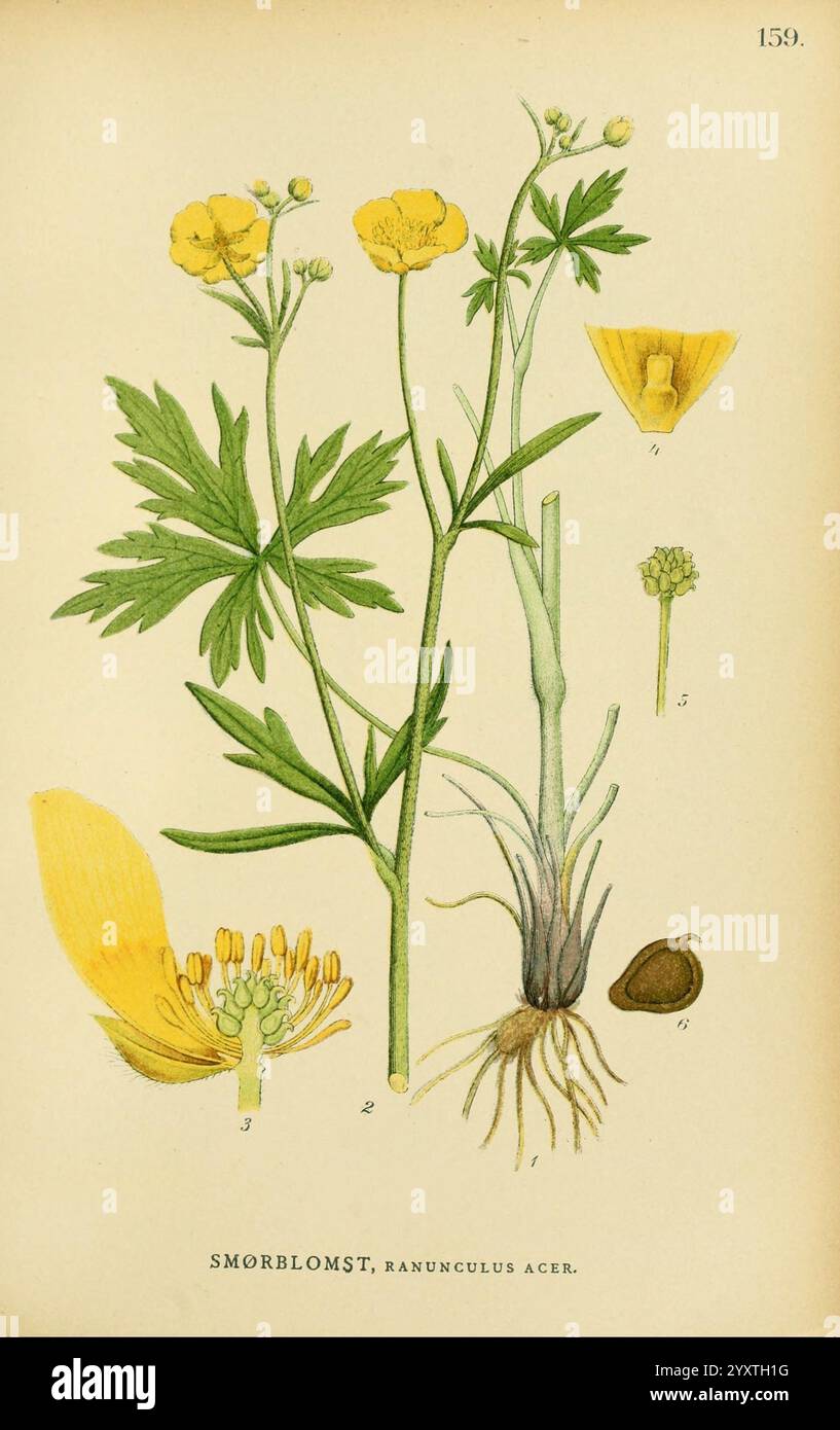 Plants distinct lobed structure hi-res stock photography and images - Alamy