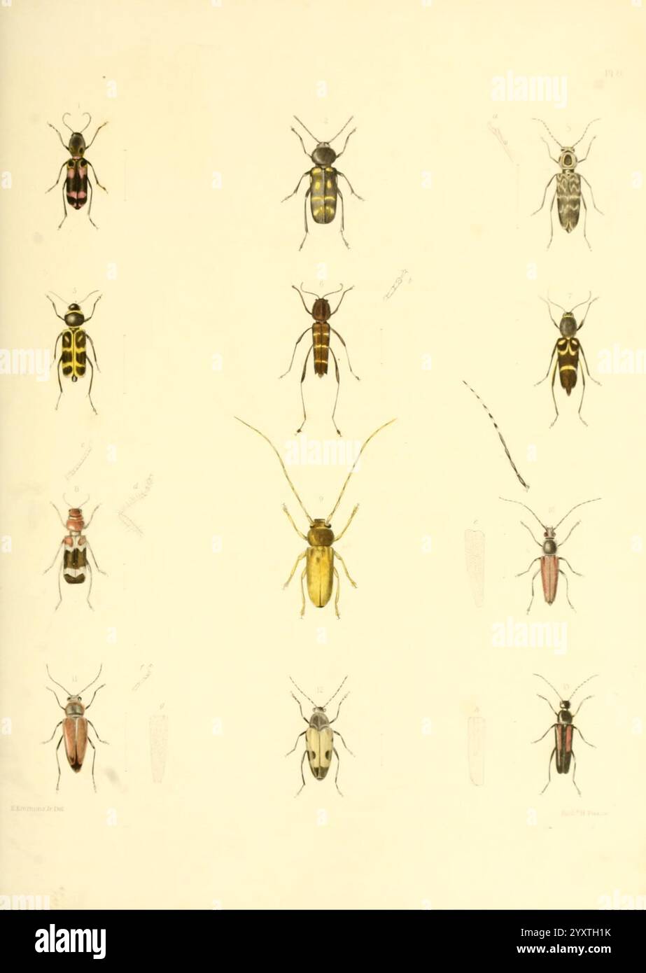 Showcasing distinctive body shapes hi-res stock photography and images ...