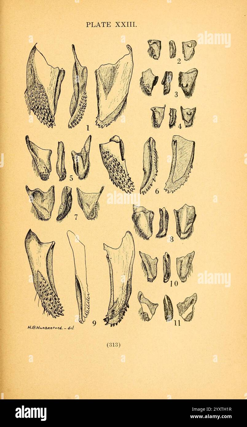 Various tooth shapes hi-res stock photography and images - Alamy