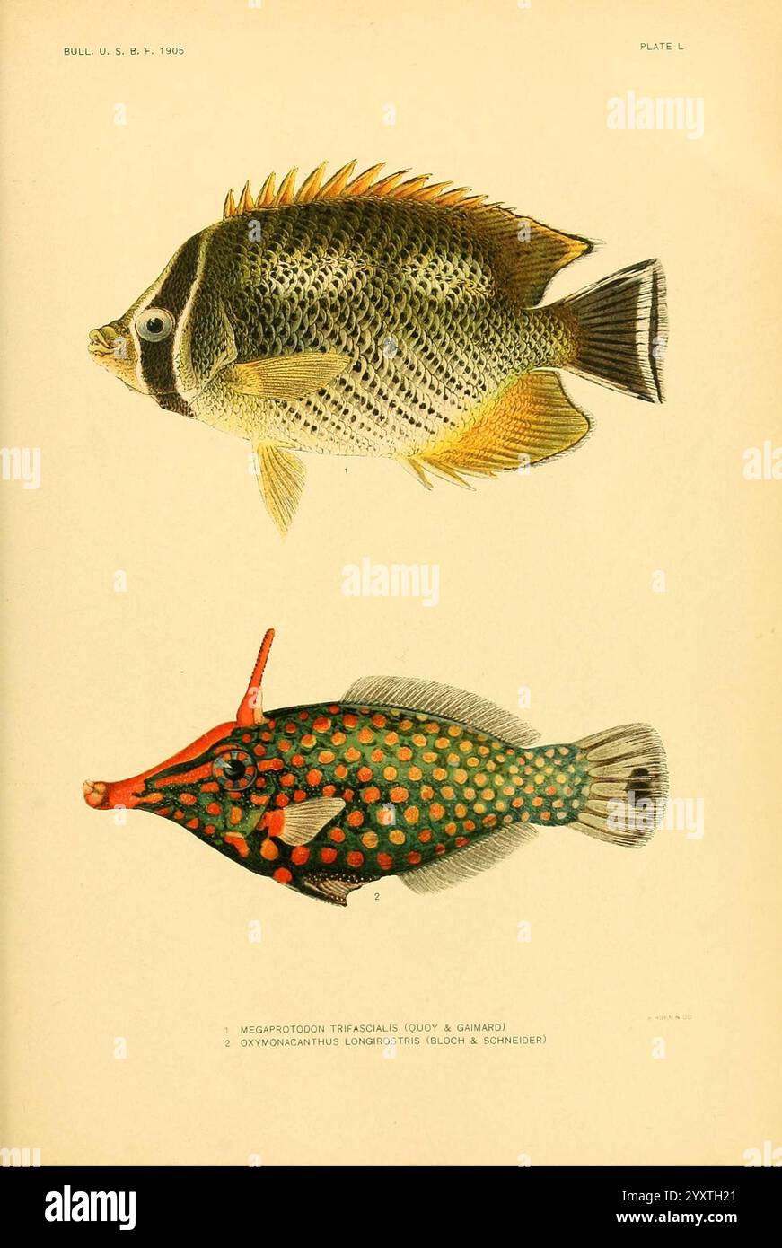 1906 fishes oceania samoan islands chaetodon trifascialis oxymon hi-res ...