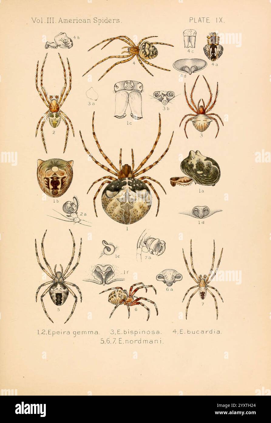 Distinct spider characteristics hi-res stock photography and images - Alamy