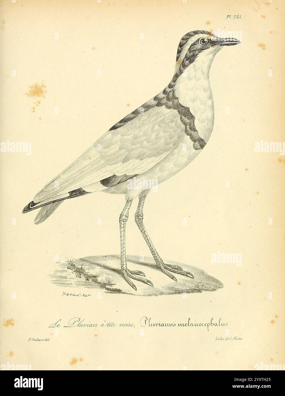 Pluvier a tete noire hi-res stock photography and images - Alamy