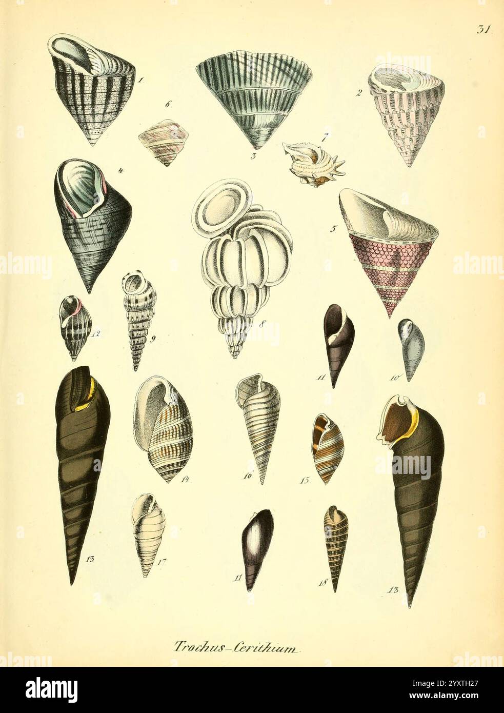 Specimen displays unique shapes hi-res stock photography and images - Alamy