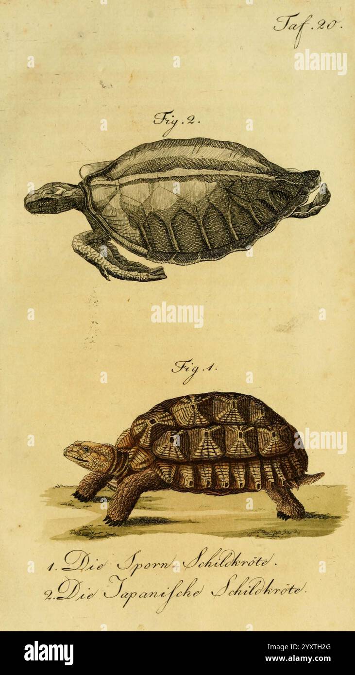 Streamlined aquatic turtle hi-res stock photography and images - Alamy