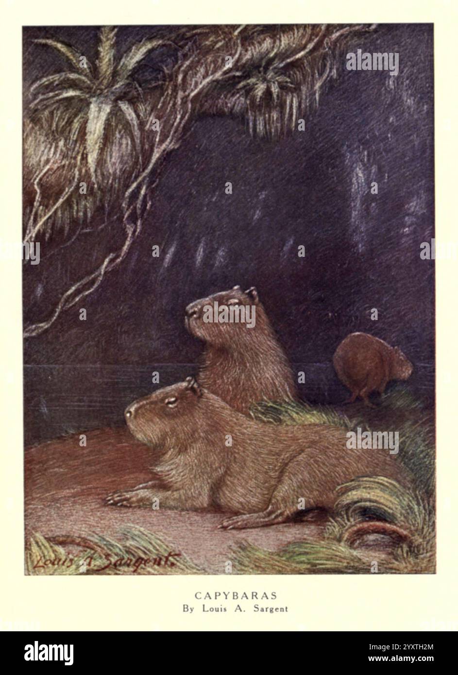 Smaller capybara hi-res stock photography and images - Alamy