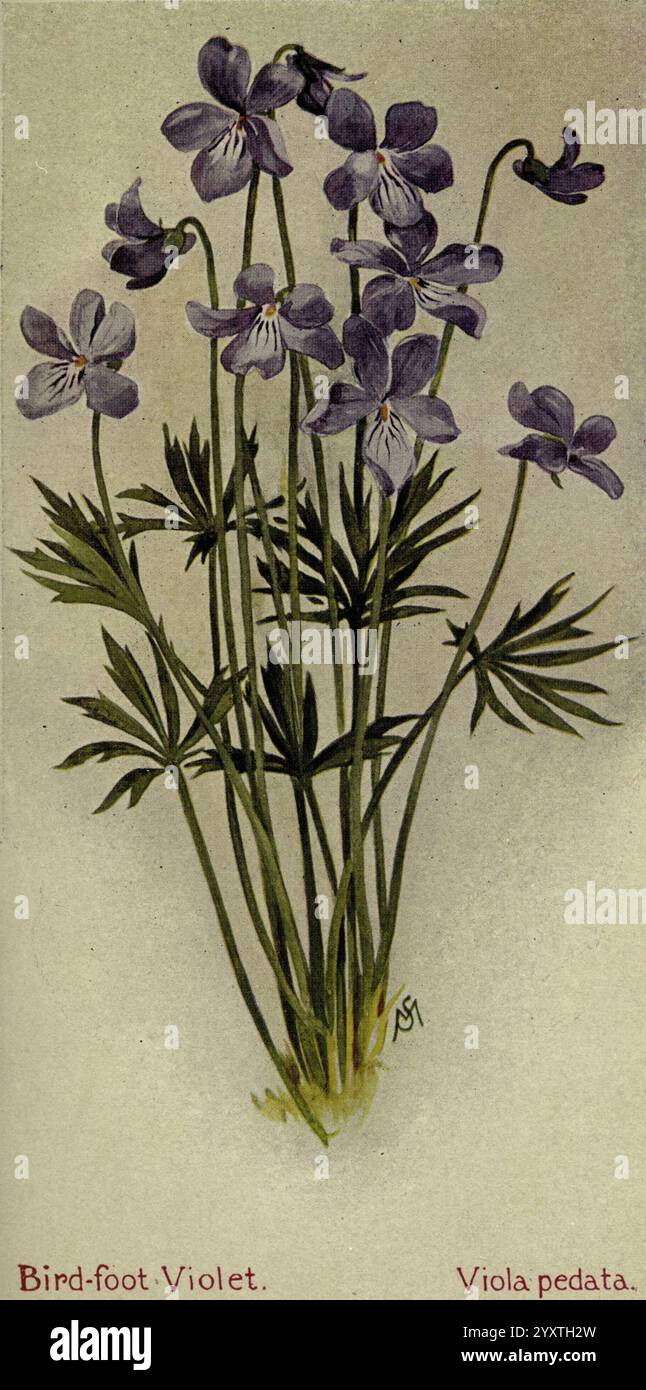 1912 flowers viola hi-res stock photography and images - Alamy