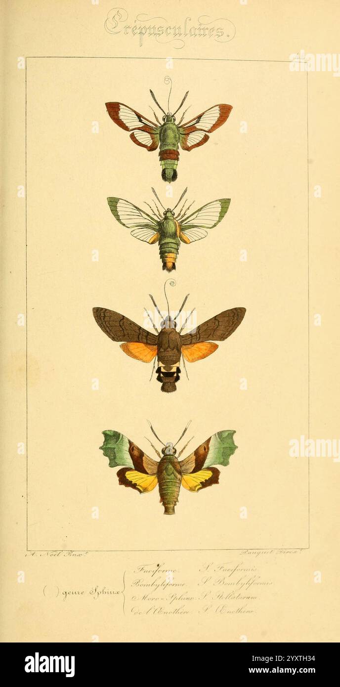 First insect showcases iridescent coloring hi-res stock photography and ...