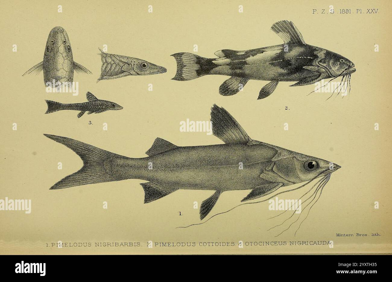 Bodily structures hi-res stock photography and images - Alamy