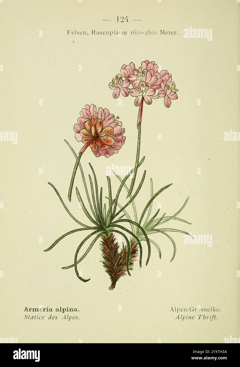 Alpen-Flora, Heidelberg, C. Winter, 1906, alps, mountain plants ...