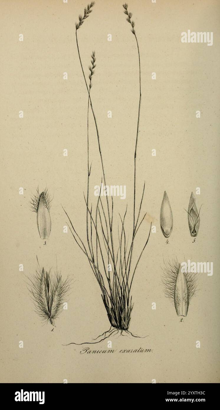 Tall slender figure stands hi-res stock photography and images - Alamy