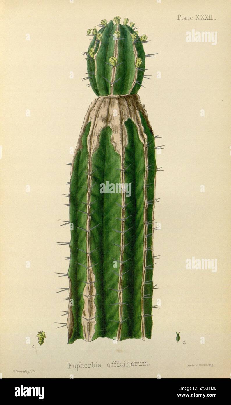 Cactuss texture hi-res stock photography and images - Alamy