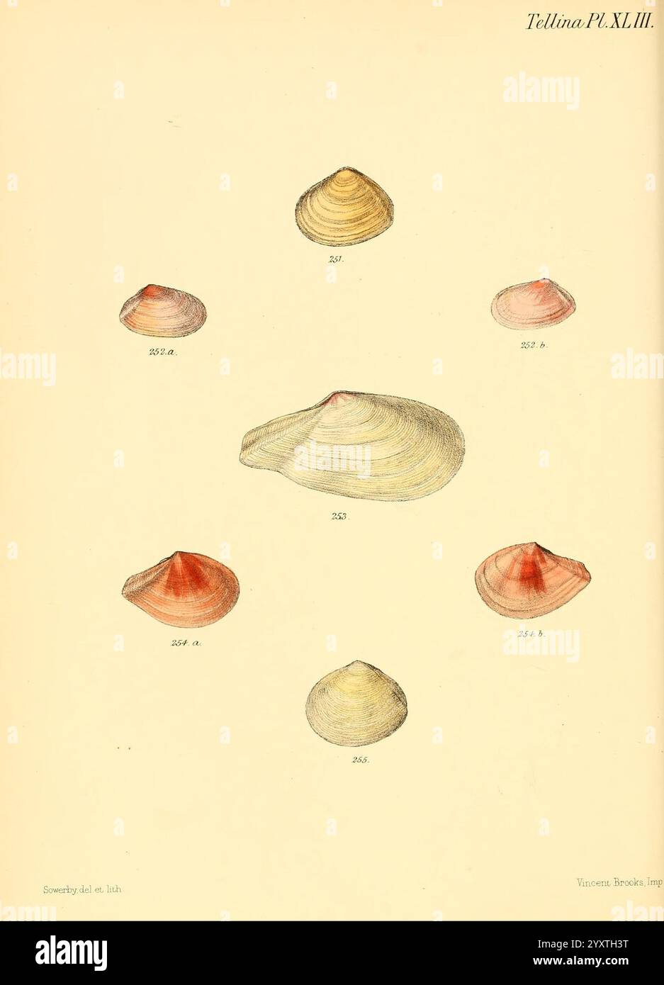 Conchologia iconica, or Illustrations of the shells of molluscous ...