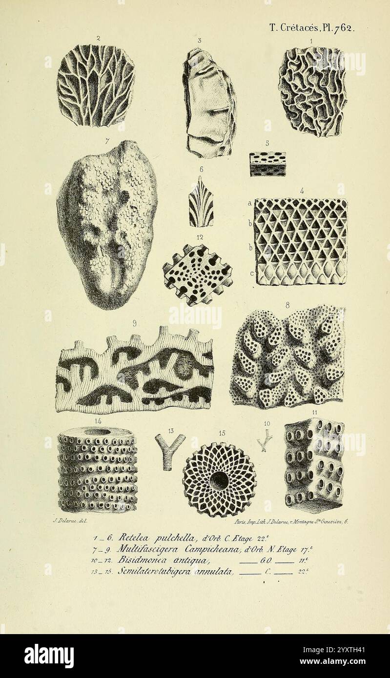 Various fossilized coral specimens hi-res stock photography and images ...