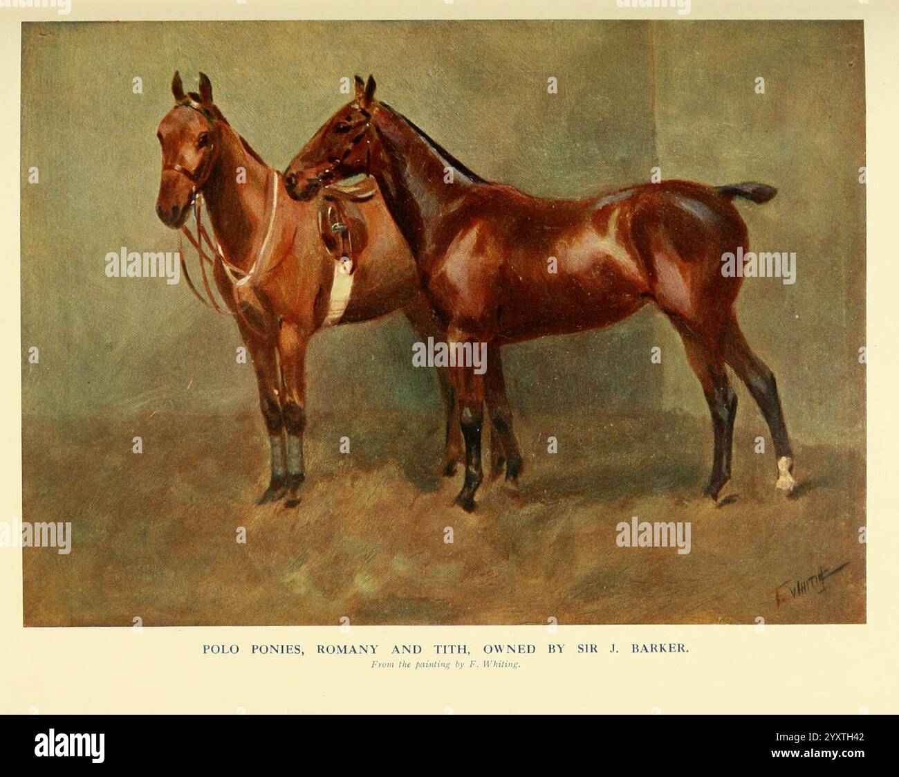 Showcasing Horse Showcasing (GB) Archives TDN | Thoroughbred Daily