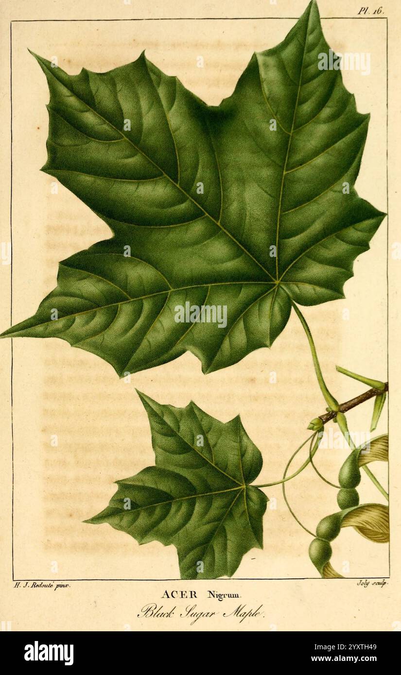 Histoire des arbres forestiers de l'Amérique septentrionale, Paris L ...