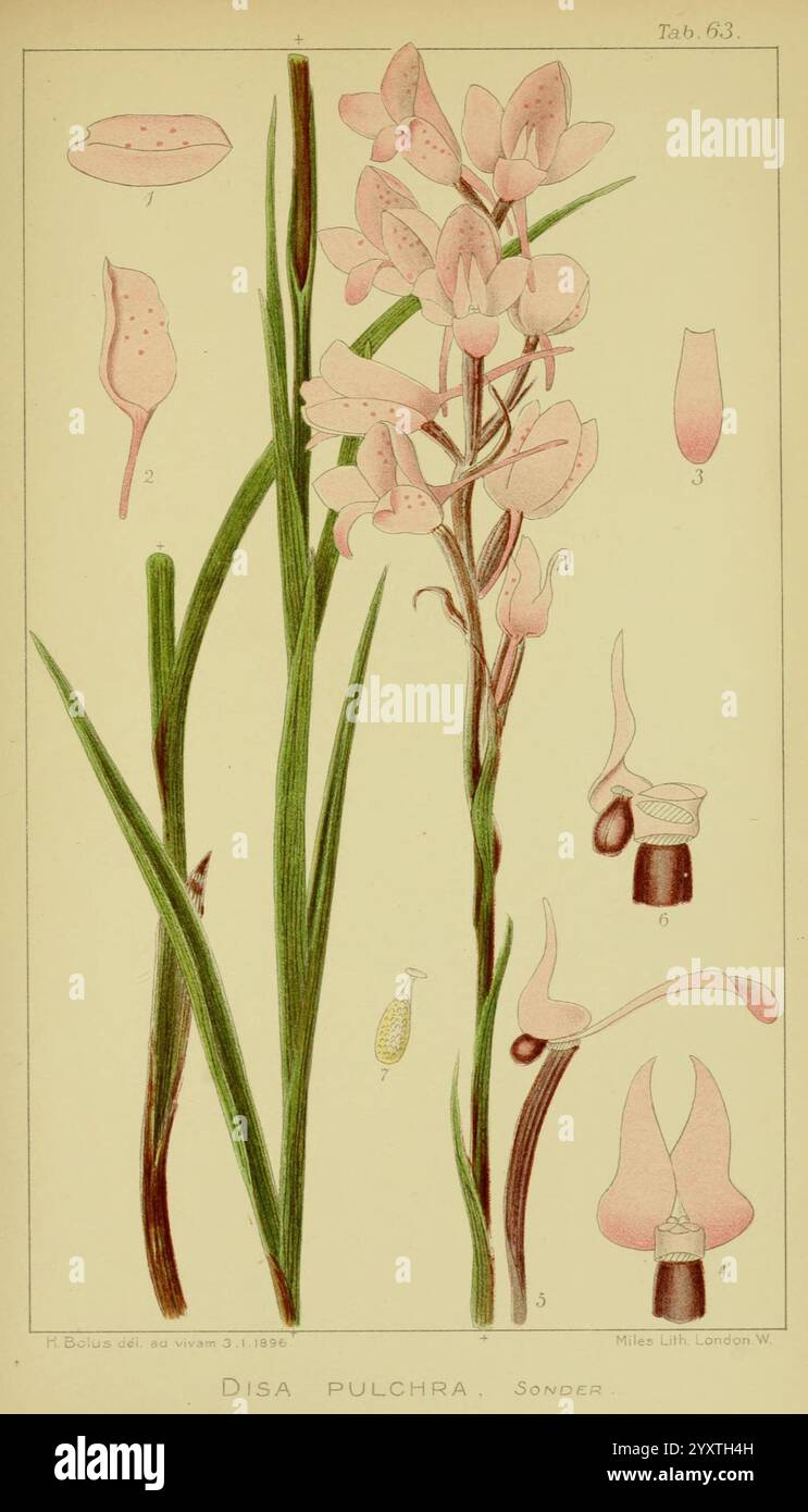 Disa pulchra hi-res stock photography and images - Alamy