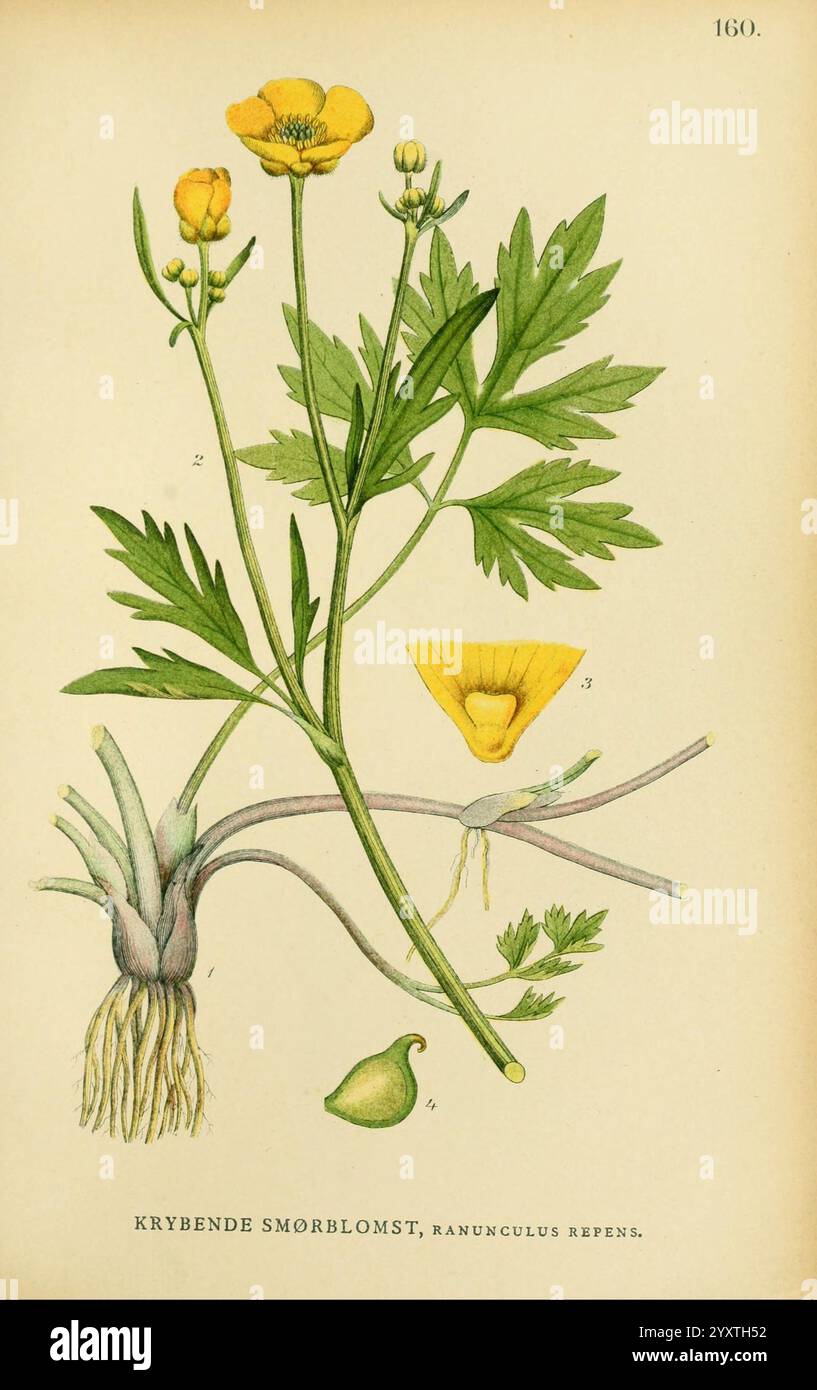 Creeping growth habit hi-res stock photography and images - Alamy