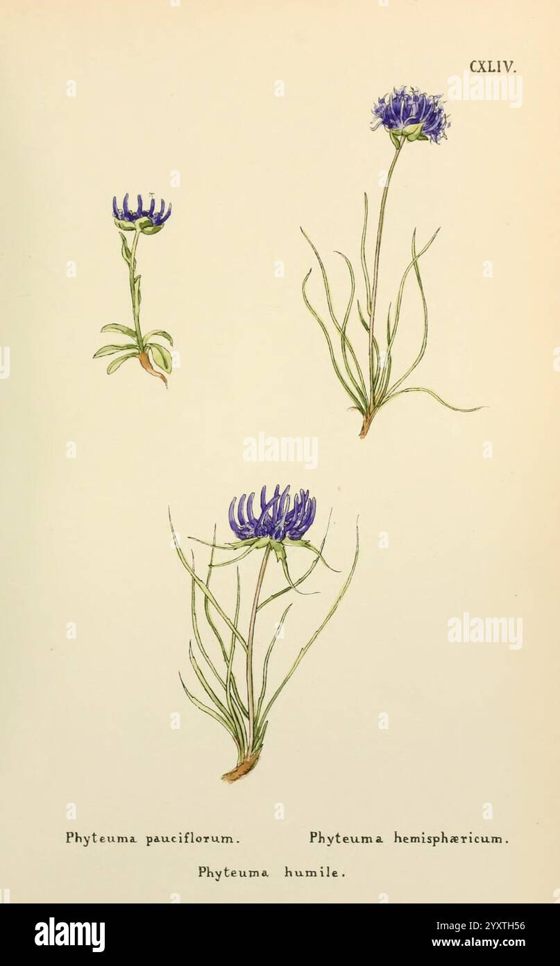 Flowers of the Engadine. Winchester, Printed for the Author by Warren ...