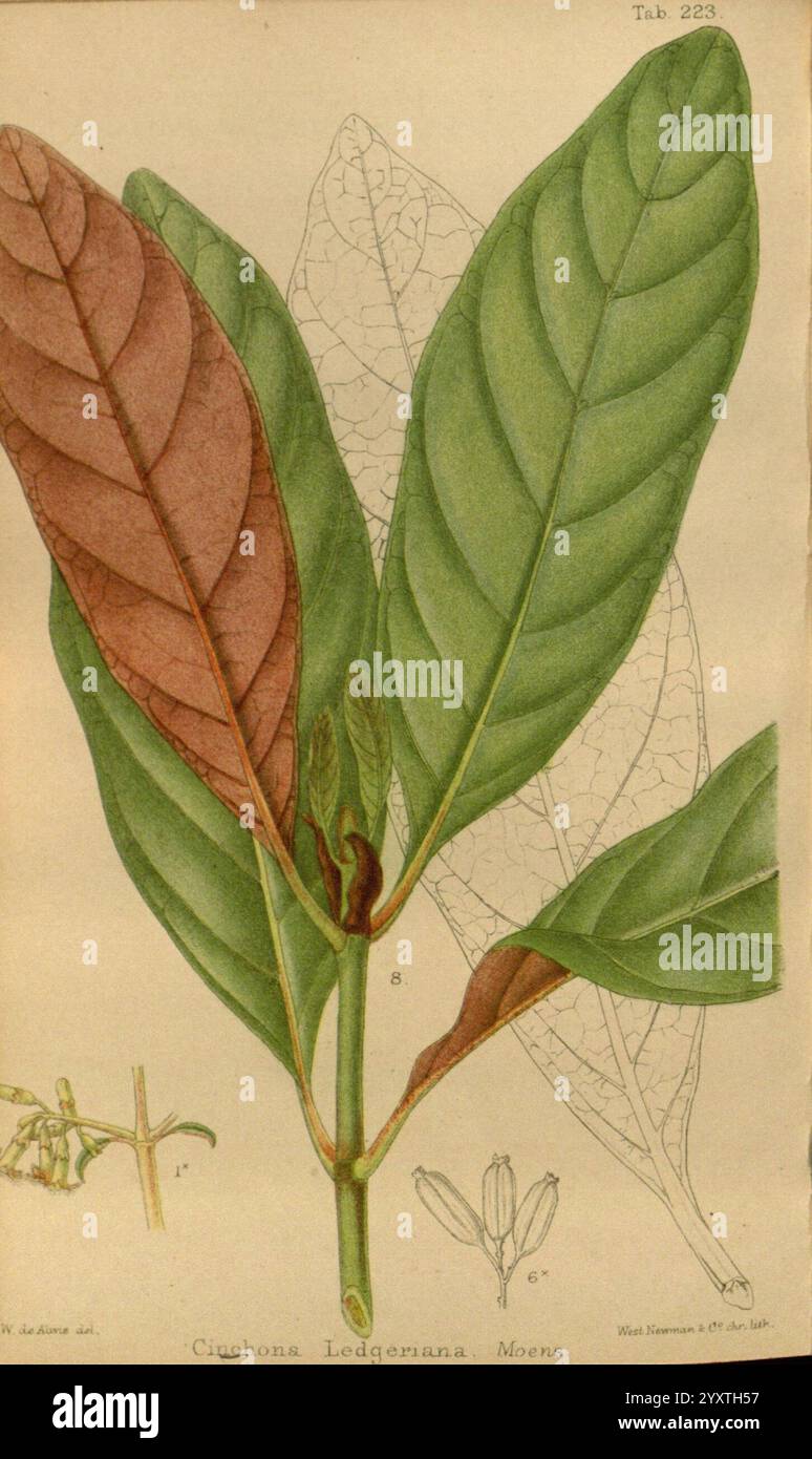 William dealwis hi-res stock photography and images - Alamy