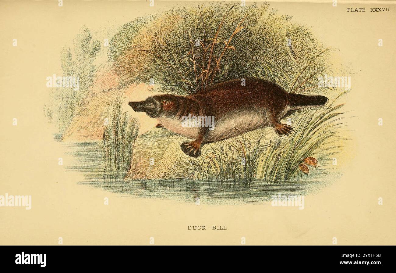 Marsupials monotremes ornithorhynchus anatinus ornithorhynchus a hi-res ...