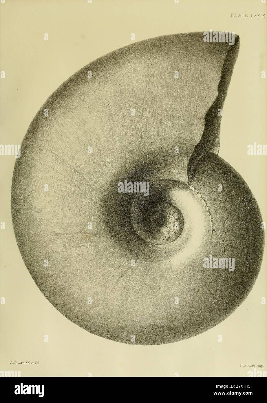 Shell emanates hi-res stock photography and images - Alamy