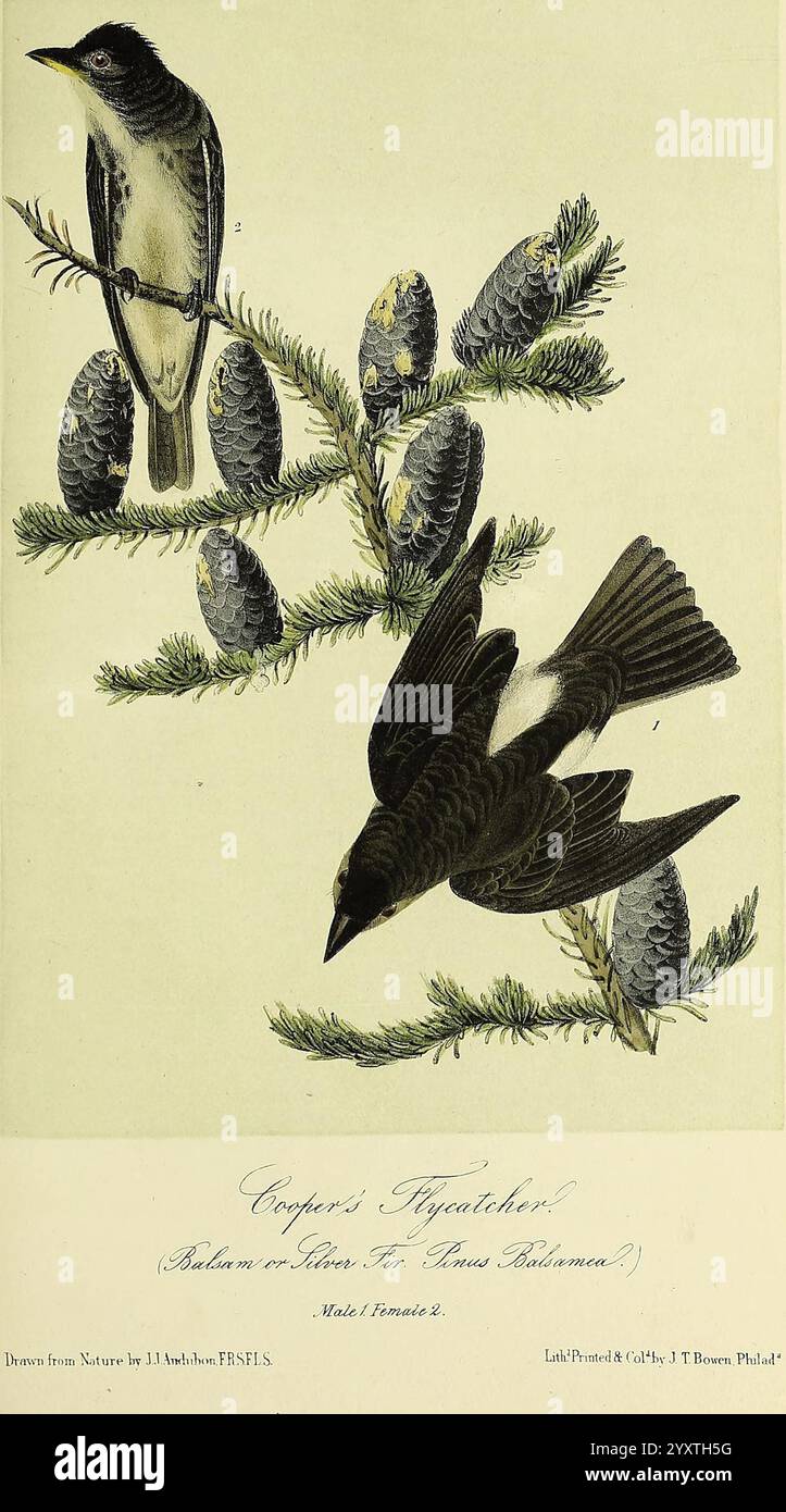 The, birds, of, America, New York, G.R. Lockwood, 1871, c1839, birds ...