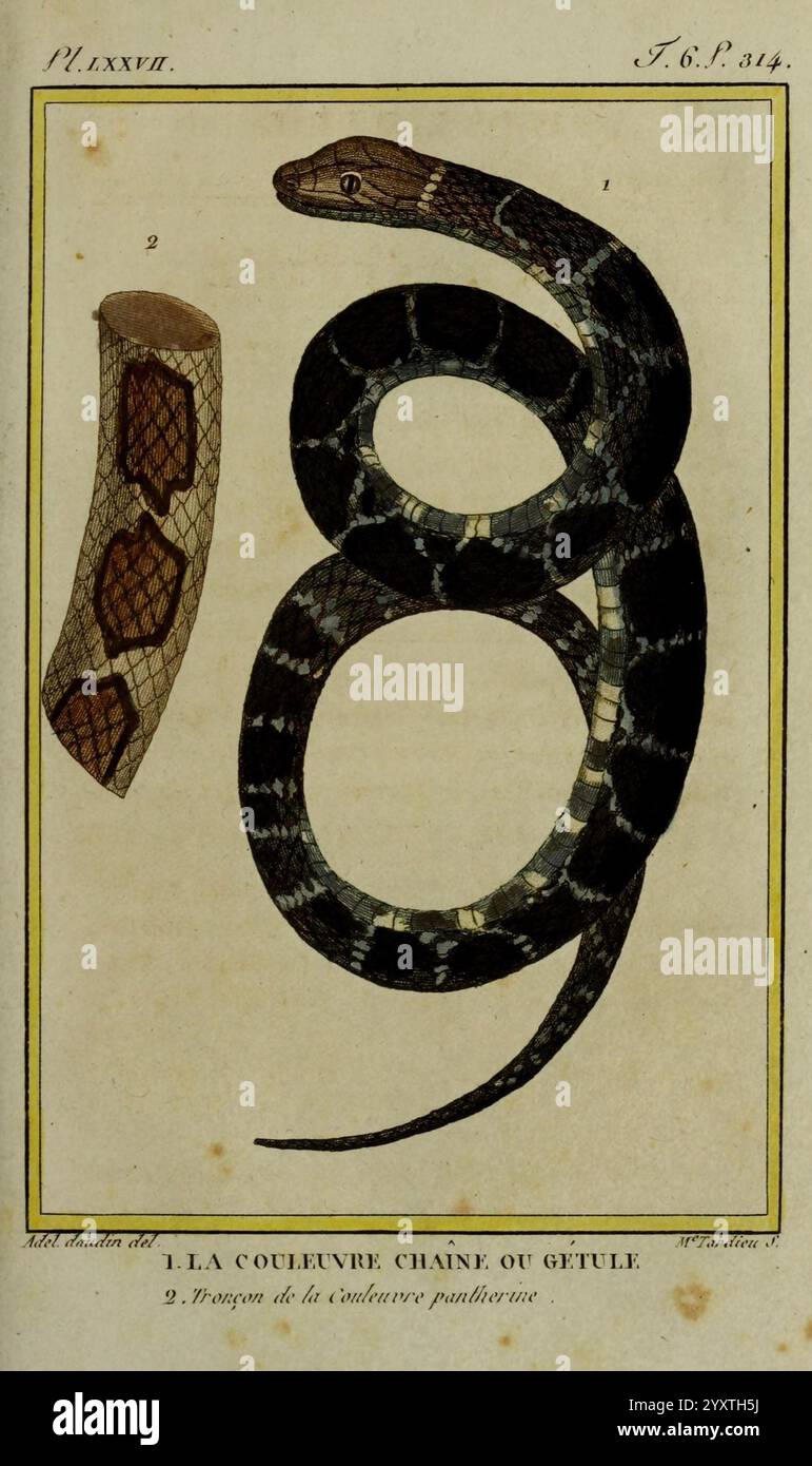 Histoire naturelle, générale et particulière, des reptiles, A Paris, De l'Imprimerie de F ...