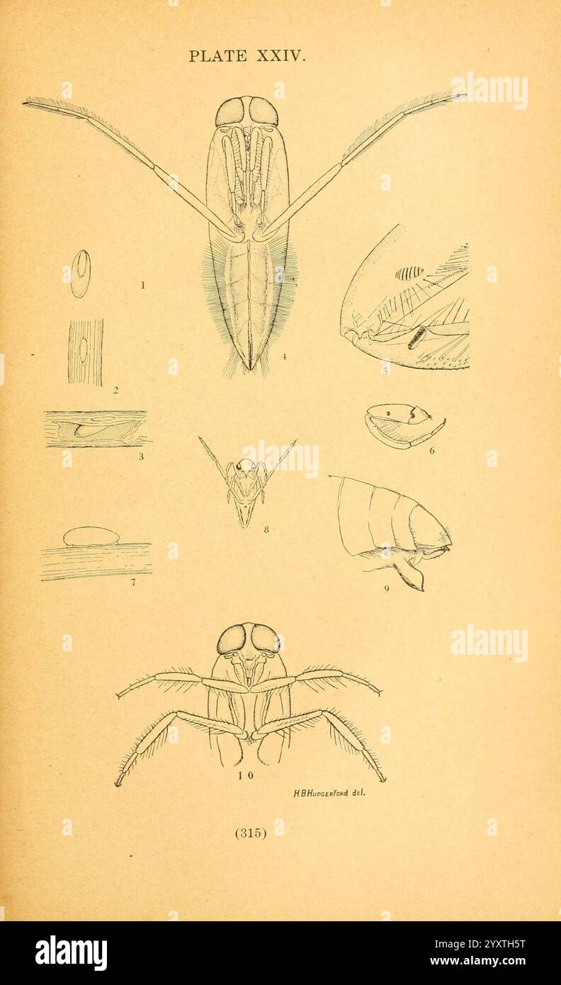The biology and ecology of aquatic and semi-aquatic Hemiptera Lawrence ...