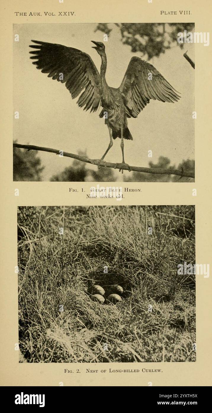 Top section showcases birds hi-res stock photography and images - Alamy