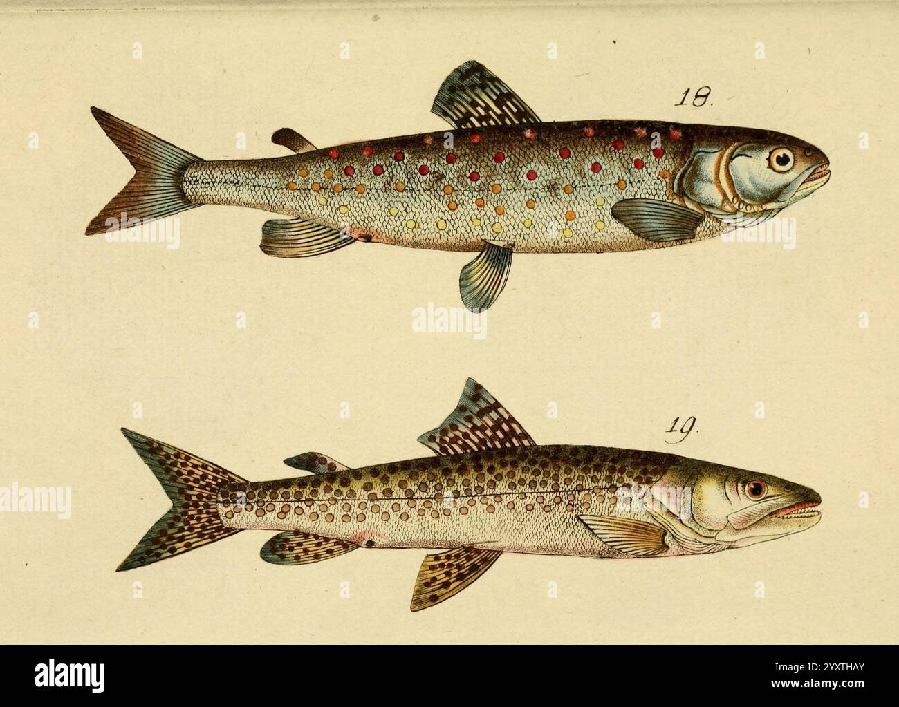 Abbildung und Beschreibung der Fische, Nürnberg, Samuel Winterschmidt ...