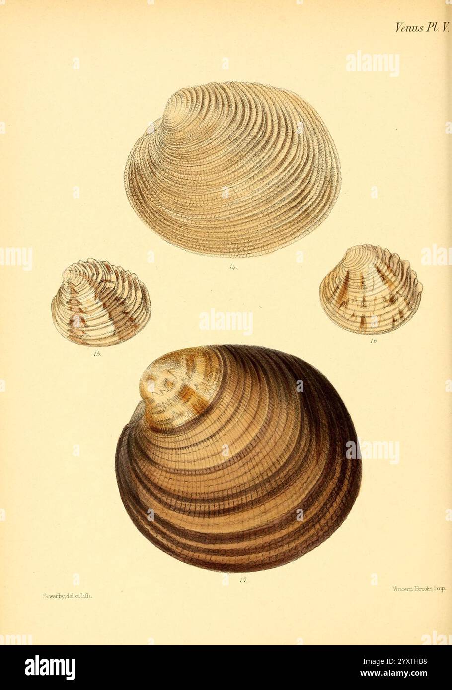 Elegantly detailed shells hi-res stock photography and images - Alamy