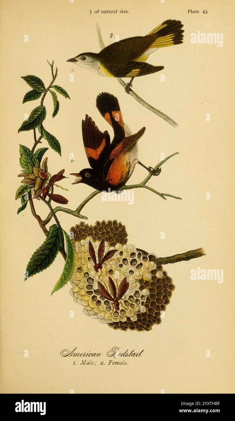 Two american redstarts hi-res stock photography and images - Alamy