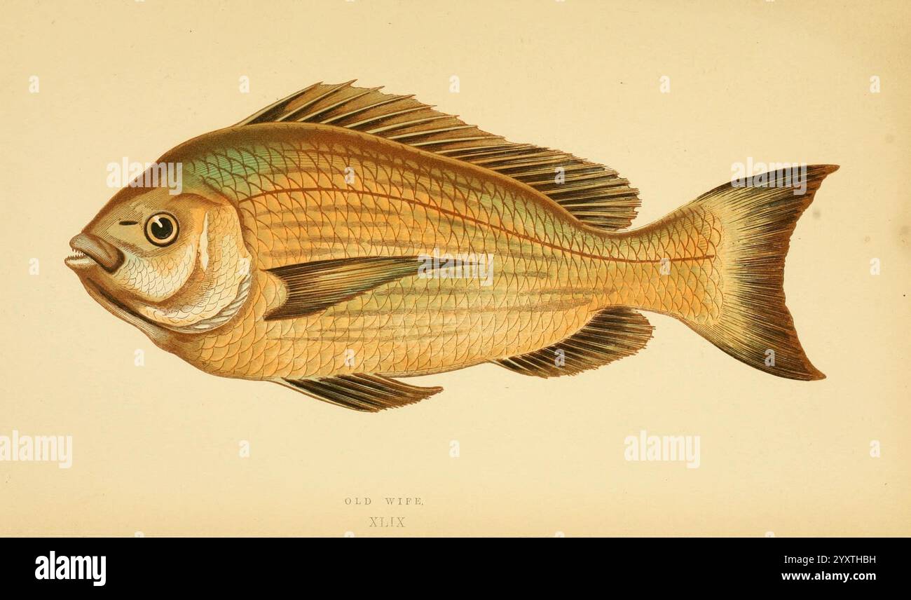 A history of the fishes of the British Islands, 1862-65, Great Britain ...