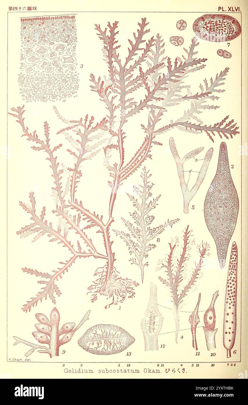 Icones of Japanese algae, Tokyo, Kazamashobo 1907-1942, algae, botany ...