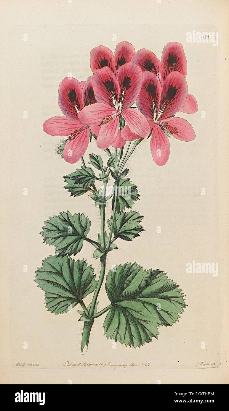 Geraniaceae, London, Printed for James Ridgway, Piccadilly, 1820-1830 ...