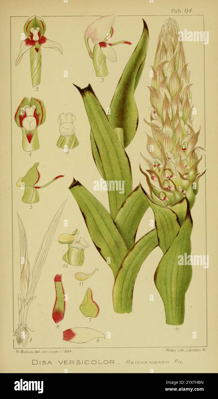 Disa versicolor hi-res stock photography and images - Alamy