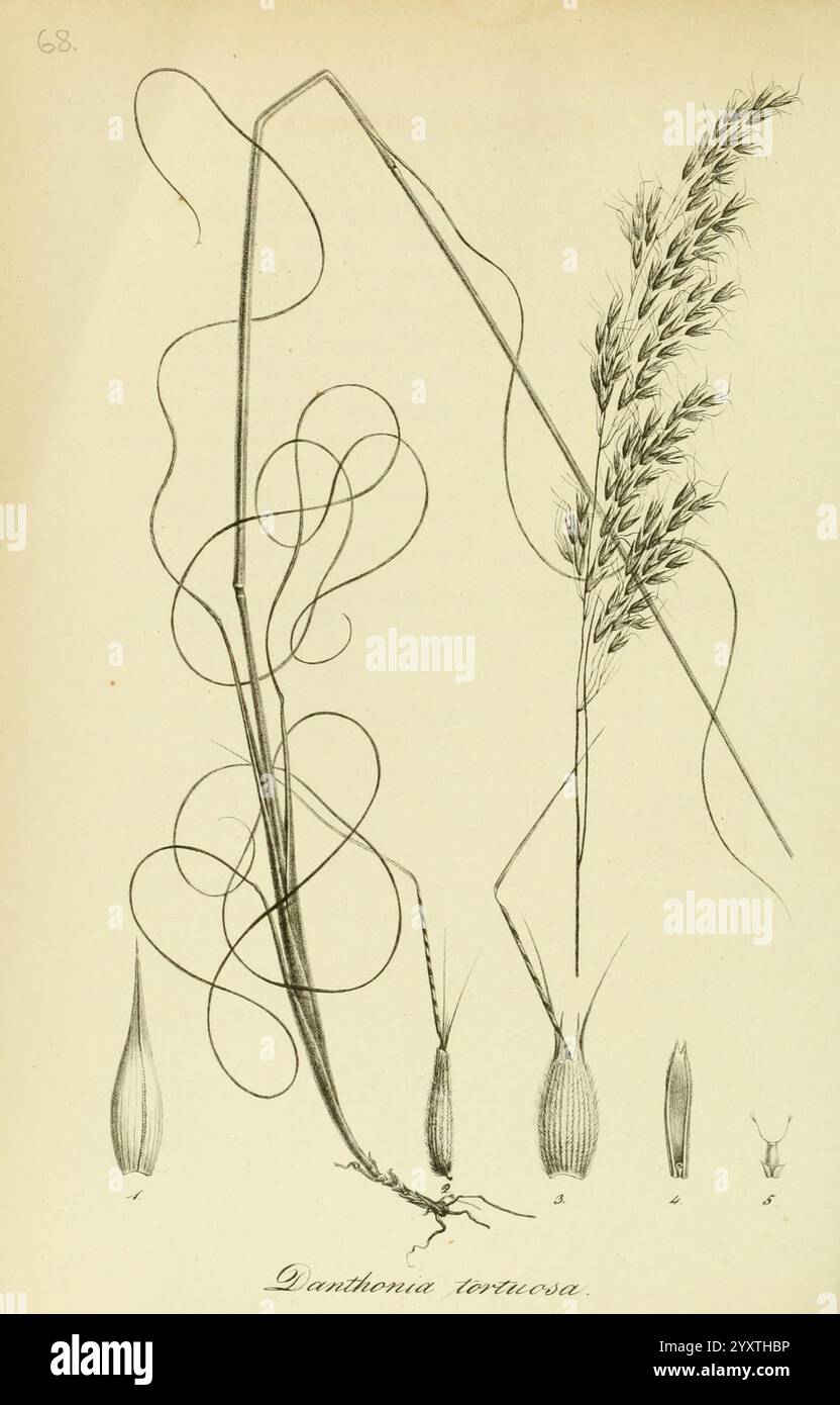 Flowering spike displays clusters hi-res stock photography and images ...