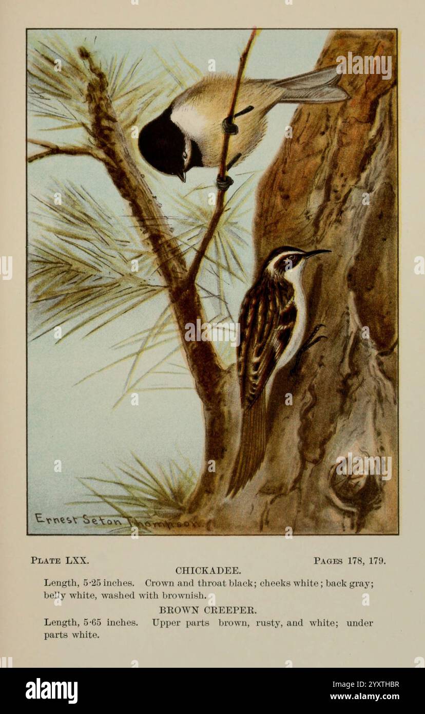 First bird identified hi-res stock photography and images - Alamy