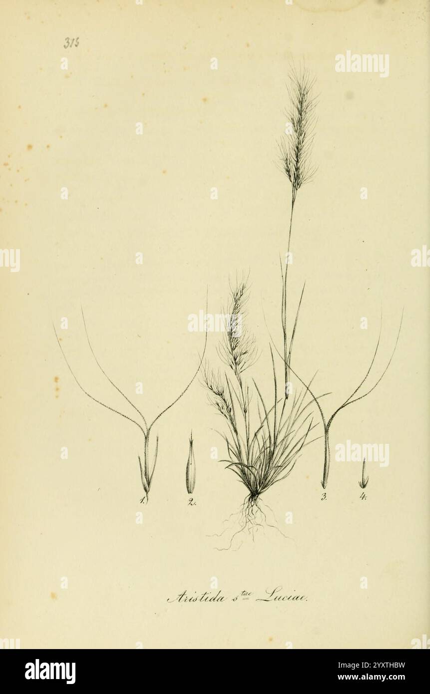 Species Graminum, Petropoli, Impensis Academiae Imperialis Scientiarum ...