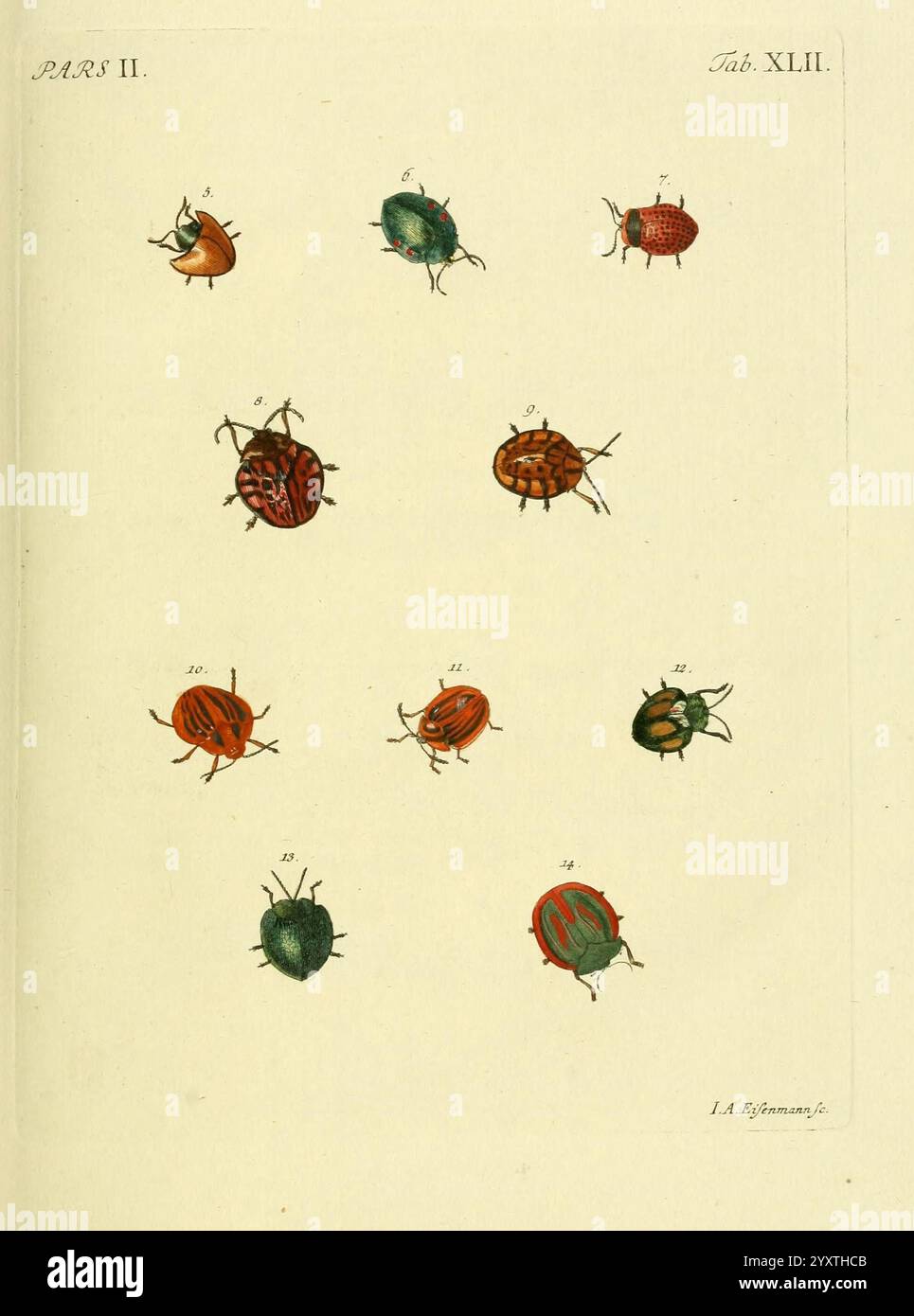 Understanding beetle diversity hi-res stock photography and images - Alamy