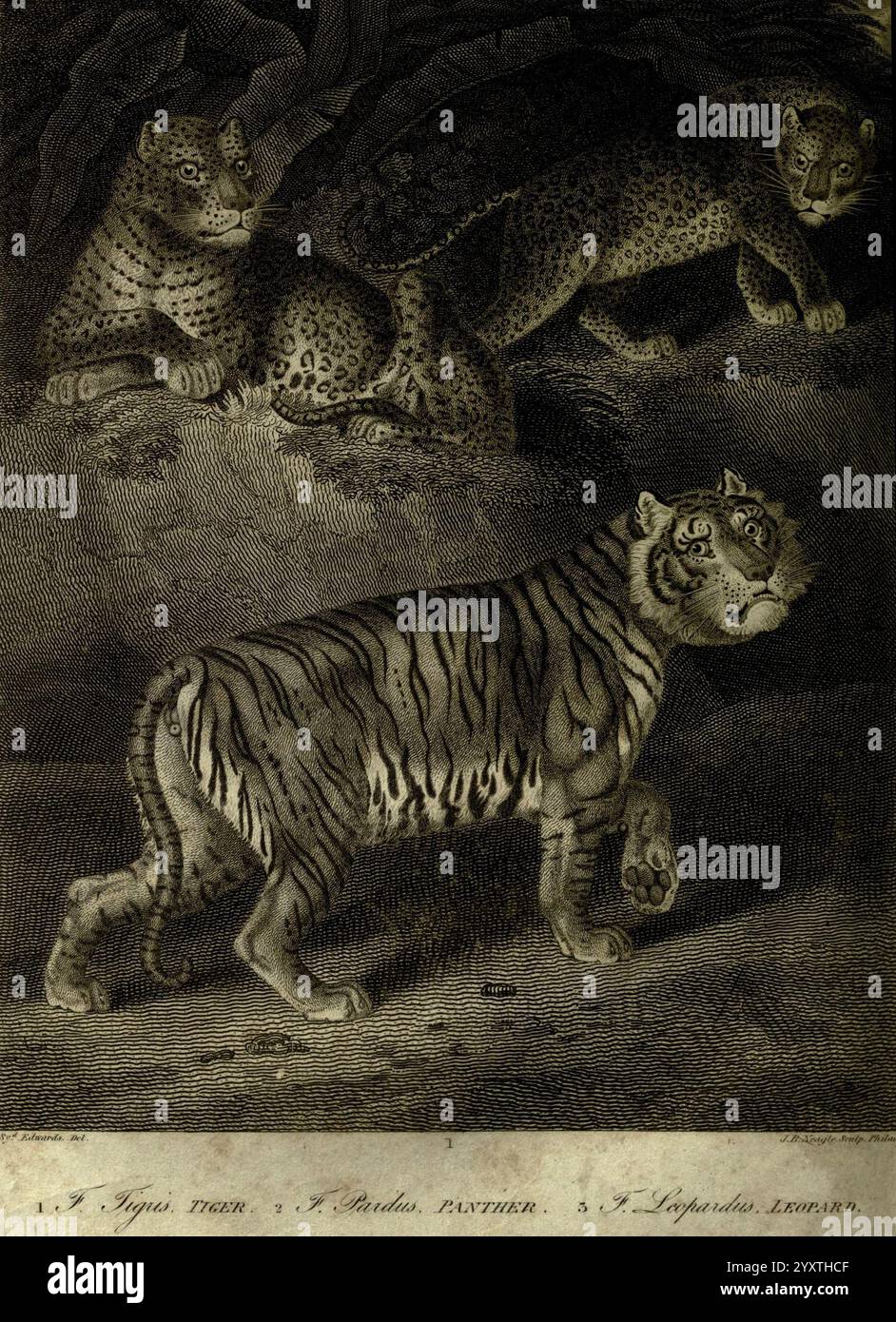 Animal species elegantly labeled hi-res stock photography and images ...