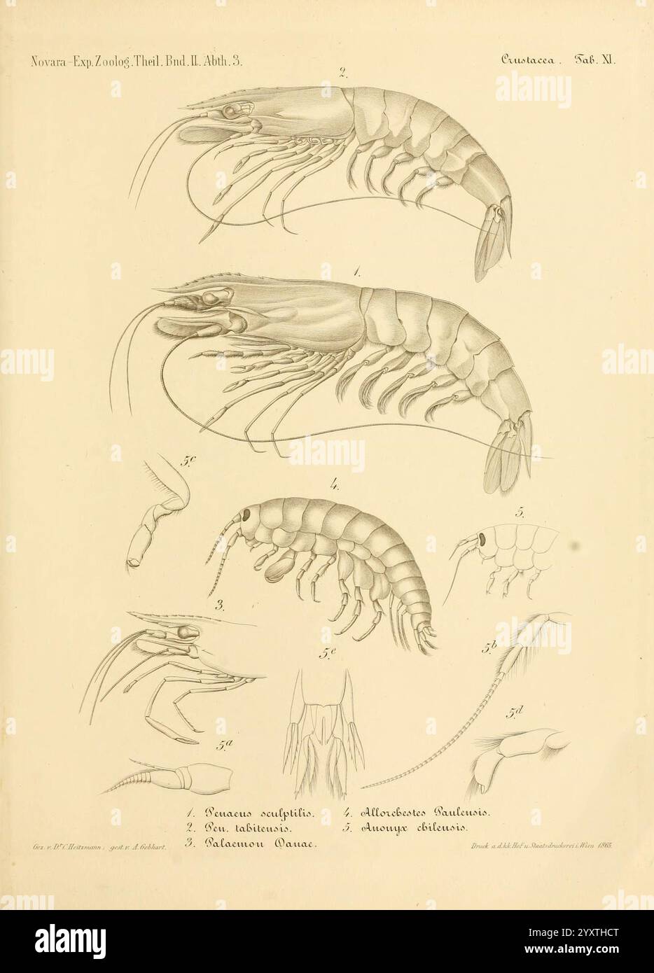 Various shrimp specimens hi-res stock photography and images - Alamy