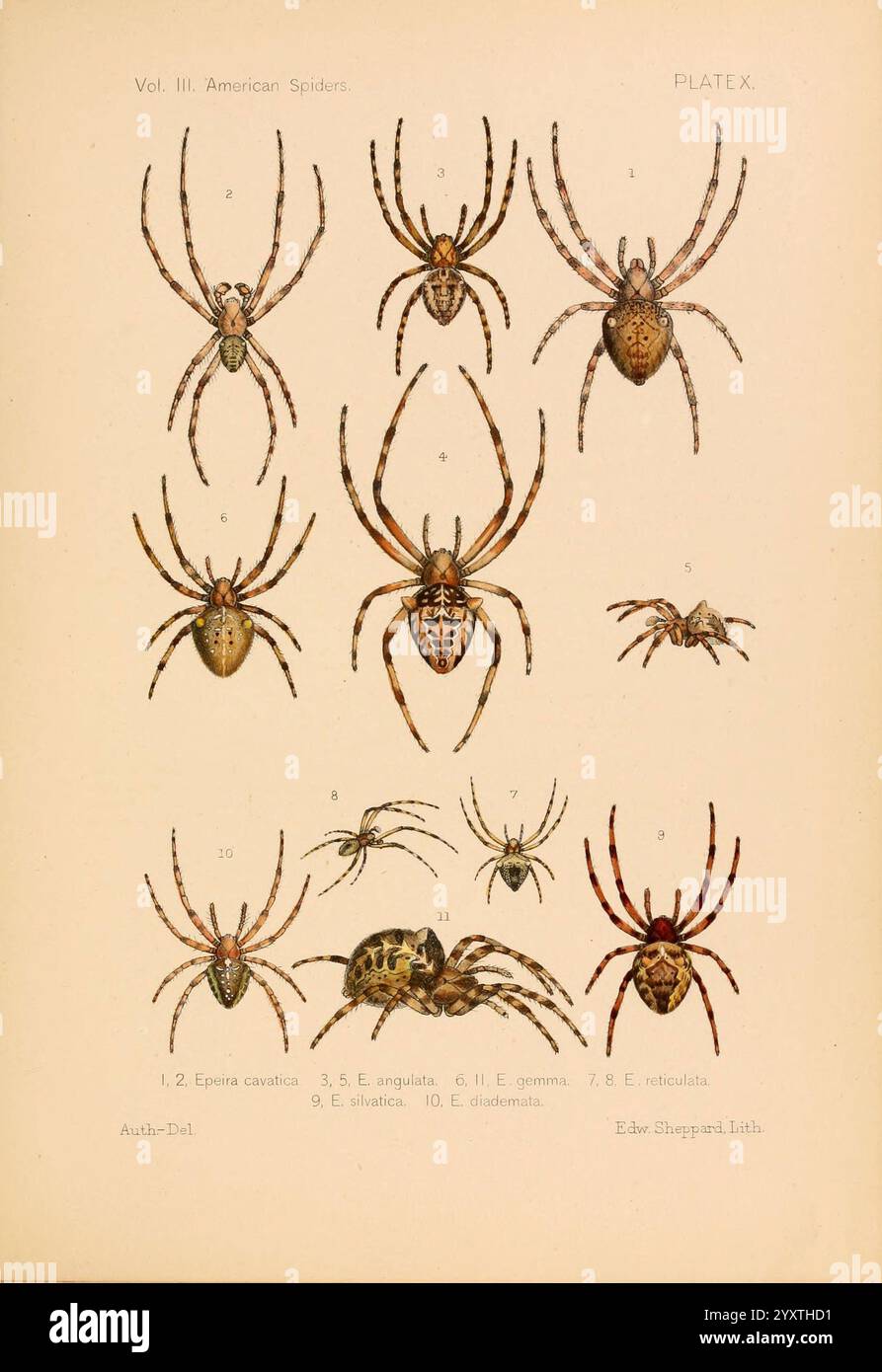 Identifying different spider species within north america hi-res stock ...