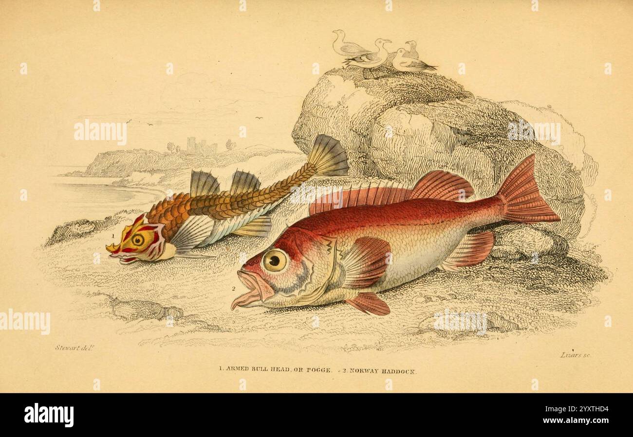 Illustration features two distinct fish specimens hi-res stock ...