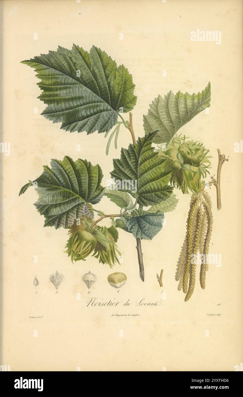 Pomologie française, Paris, Langlois et Leclercq, 1846, arbres ...