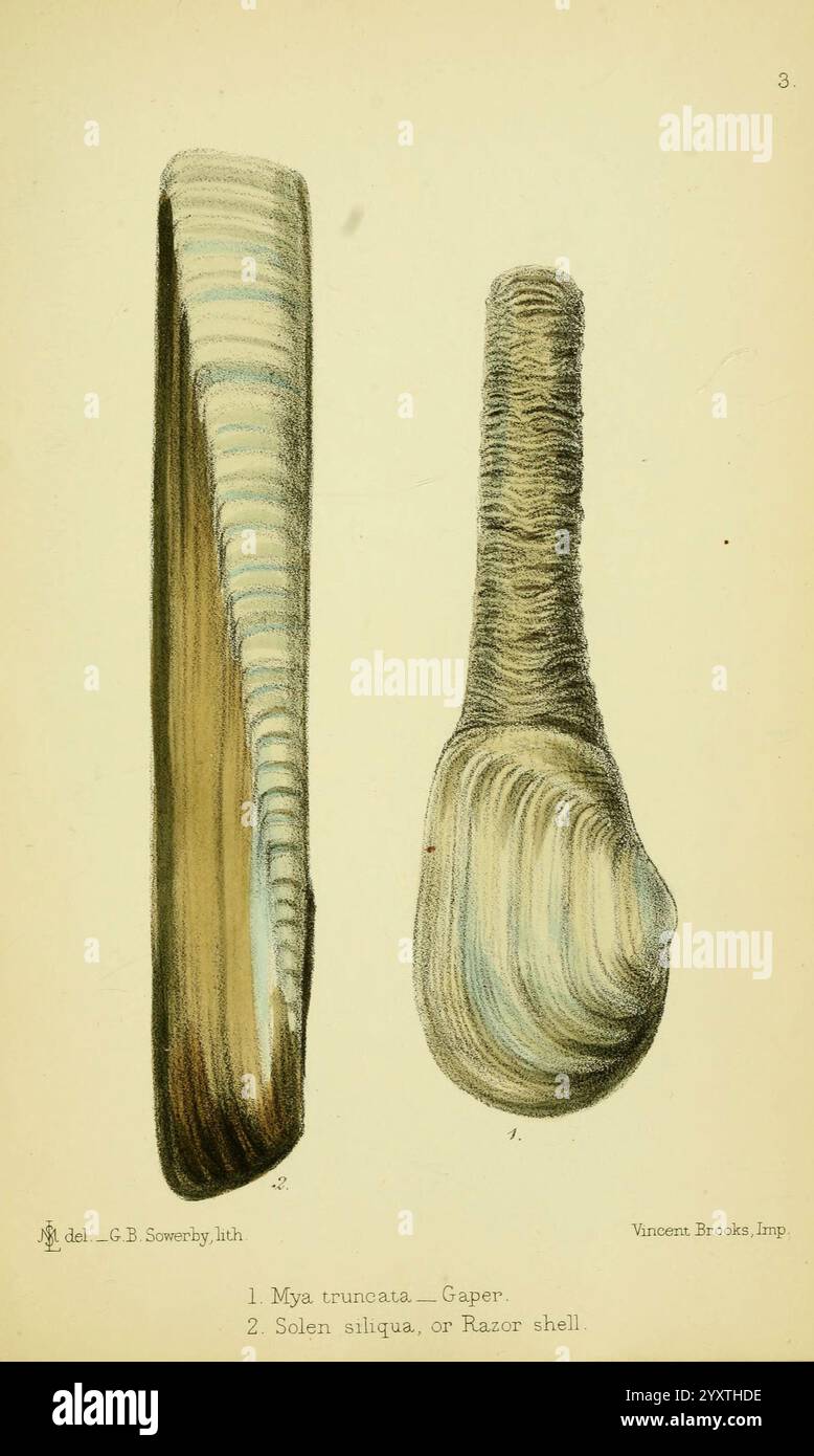 The edible Mollusca of Great Britain and Ireland London L. Reeve & Co ...