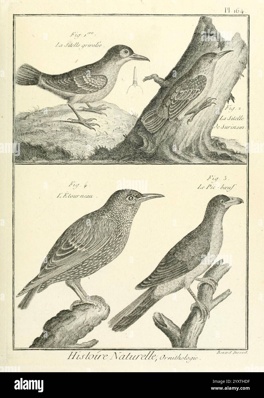 Emphasizing distinctive markings hi-res stock photography and images ...