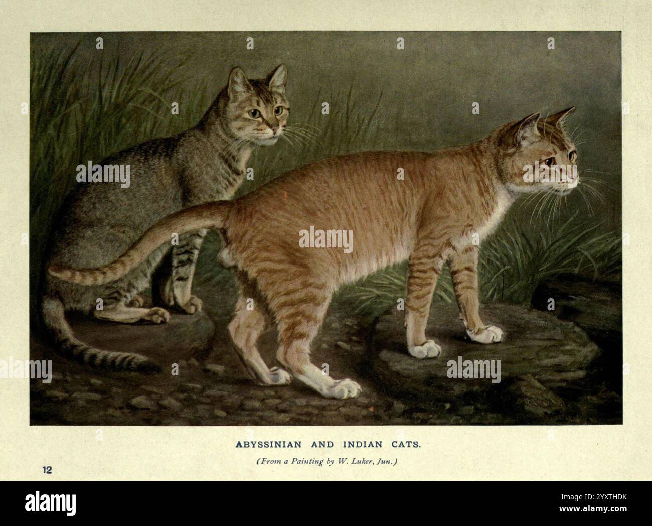 Indian cat displays hi-res stock photography and images - Alamy
