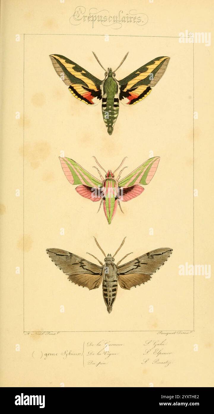 Middle moth displays hi-res stock photography and images - Alamy